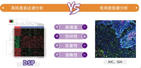 Labex Dsp空间转录组外包服务 原位rna检测价格 丁香通