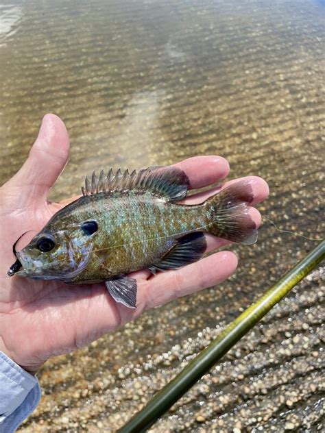 Hybrid Sunfish Pictures