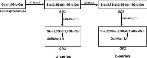 PDF Mechanisms Of Cancer Associated Glycosylation Changes Semantic Scholar