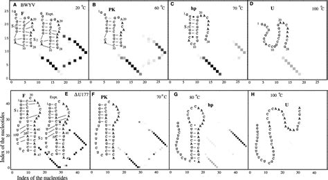 predicting loop helix tertiary structural contacts in rna pseudoknots