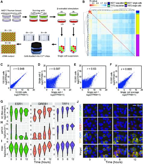 Generation And Validation Of Scrna Seq Data From Breast Cancer Cells Download Scientific