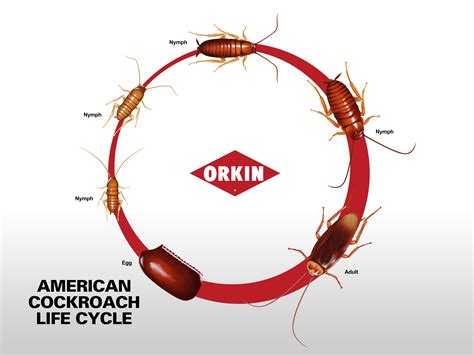American Cockroach Life Cycle Stages And Phases Of American Roach