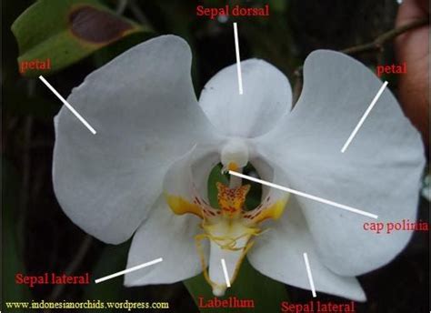 Bunga Anggrek Grammatophyllum Gambar Bunga Indah