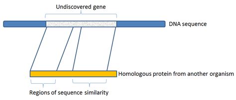 Chapter 3 Workshop 2 Sequence Alignment And Prediction Of Structure
