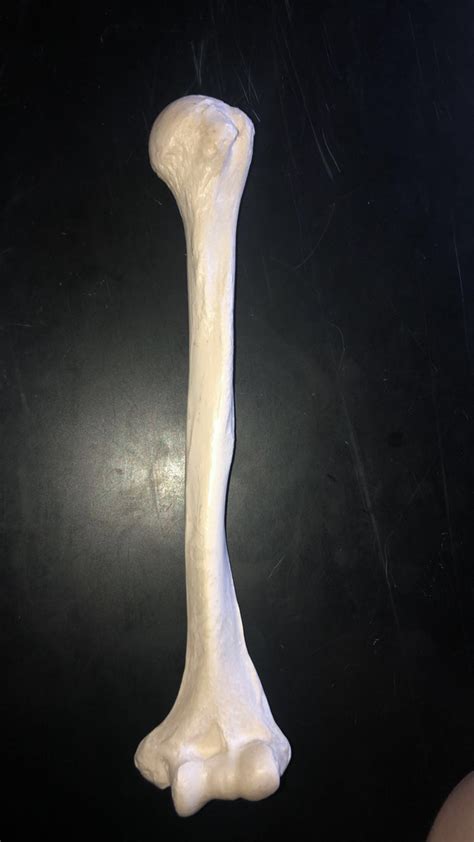 Anatomy Upper Limb Diagram Quizlet