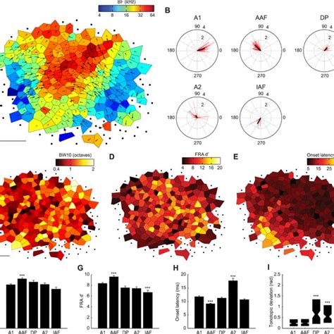 Spatially Organized Feature Representations In Mouse Auditory Cortex Download Scientific