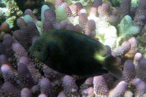 The Gold Spotted Rabbitfish Whats That Fish