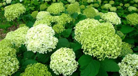17 Gorgeous Varieties Of Smooth Hydrangea
