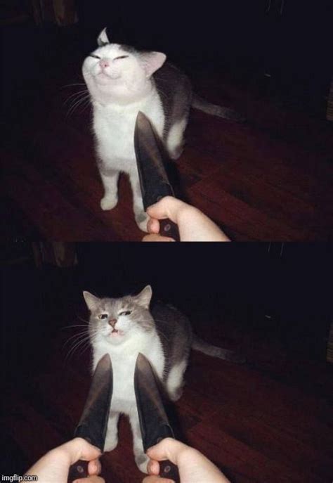 Smug Cat Surrounded By Knives Vigorgetty