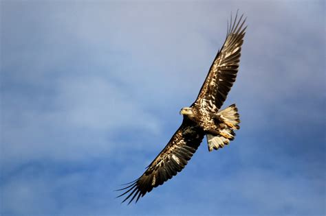 Raptor Migration And Hawk Watching New York State Parks And Historic