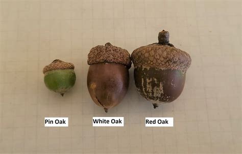 Quercus Rubra Acorn Sheffields Seed Co Inc Going To Be A Good