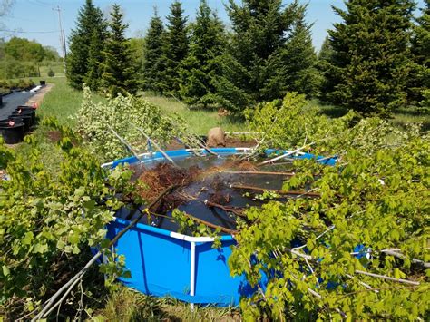 Costs And Benefits Of Pre Plant Root Manipulation The Garden Professors™