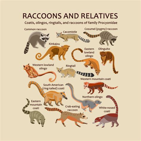 Raccoons And Relatives Coatis Olingos Ringtails And Raccoons Light