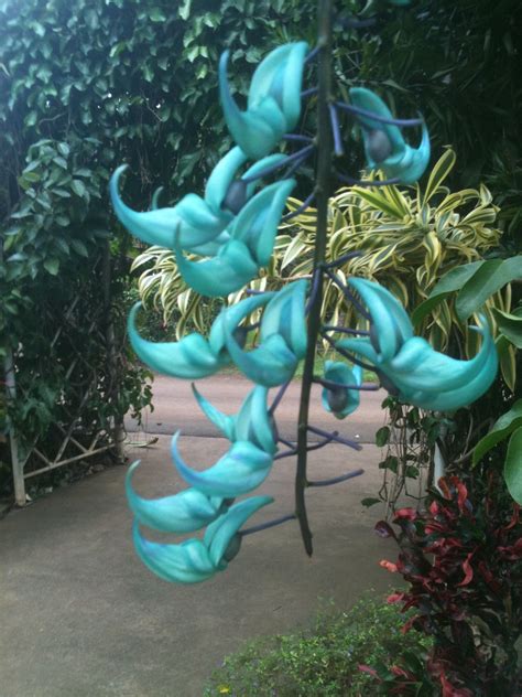 Maui Vacation Guide Favourite Hawaii Flowers Photos Taken On Maui