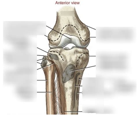 Diagram Of Femur Tibia Joint Quizlet