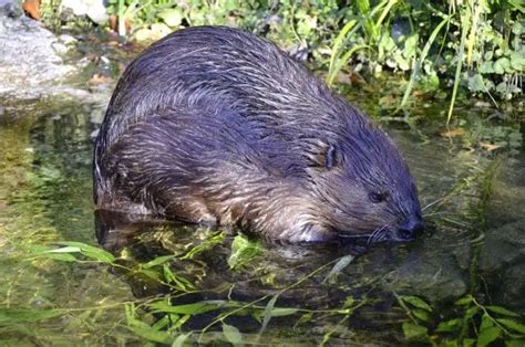 The Wildlife Of Sequoia National Park Animals Network