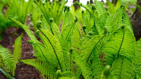 9 Ancient Plants You Can Grow In Modern Gardens