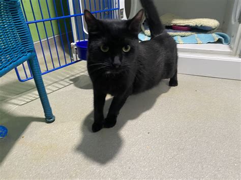 Dakari — Patricia H Ladew Foundation Inc