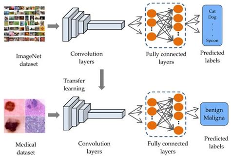 Sensors Free Full Text Incorporating A Novel Dual Transfer Learning Approach For Medical Images