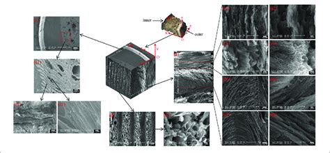 Scanning Electron Micrographs Of A Cross Section Of The Blue Sheep