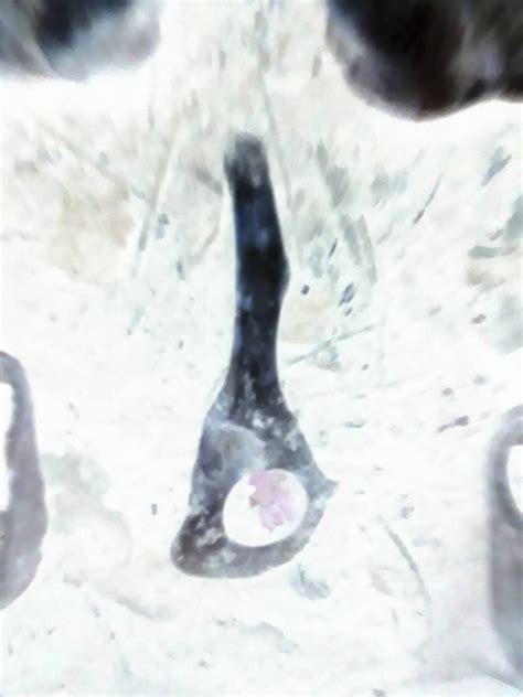 Bone Composition 1 By Euripteridart On Deviantart