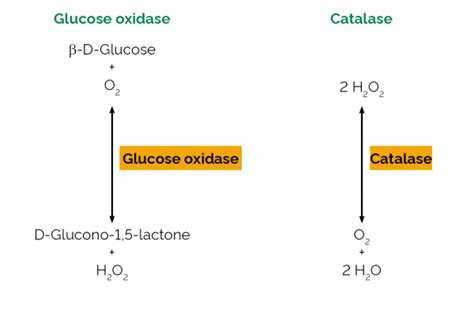 Glucose Oxidase Catalase Mixture Eukaryote Enzyme Megazyme