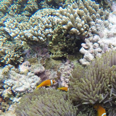 Banana Reef All You Should Know Before Going 2026 With Reviews