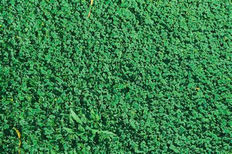 Elegant Green Grass Texture Images Free Download On Freepik