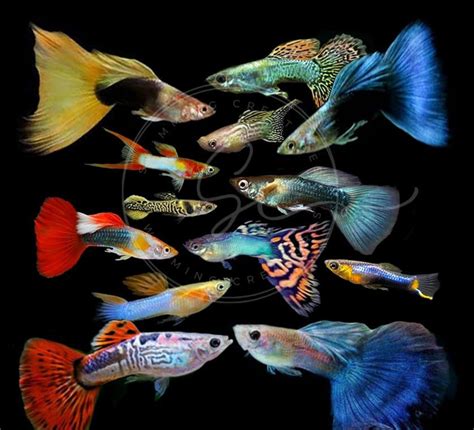 Swimming Creatures 5 Assorted Rare Guppy Live Tropical
