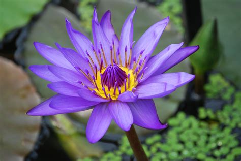 Flower Coloring Pages For Adults