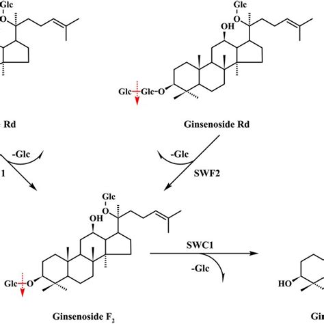Discovery Of Enzymes To Biotransform Ginsenoside Rd Into Ginsenosides