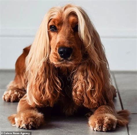 Cocker Spaniel Haircuts Pictures