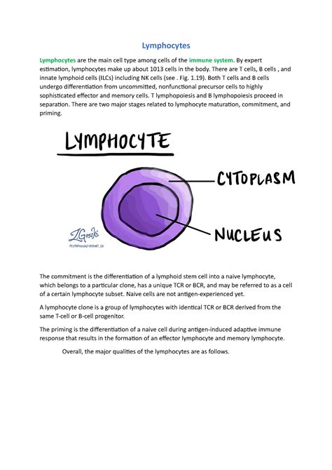 Lymphocytes Lymphocytes Lymphocytes Are The Main Cell Type Among Cells Of The Immune System