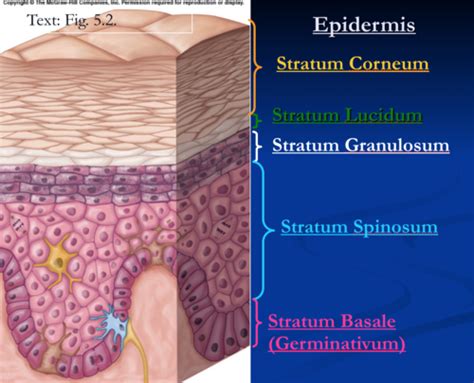 Anatomy Lab 2 Integumentary System Flashcards Quizlet