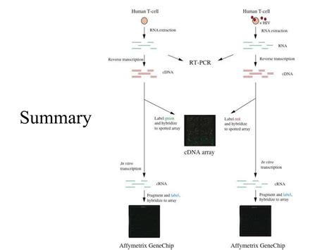 Ppt Introduction To Dna Microarray Technology Powerpoint Presentation