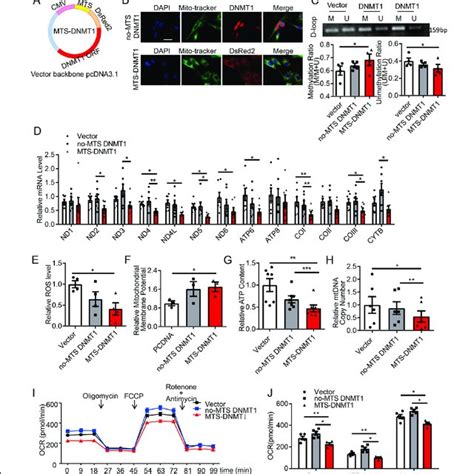 Mitochondrial D Loop Region Is Hypermethylated In Smooth Muscle Cells Download Scientific