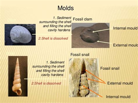 Mold And Cast Fossils Shells
