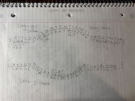 Ch DNA Structure Replication Protein Synthesis Viruses Technology Flashcards Quizlet
