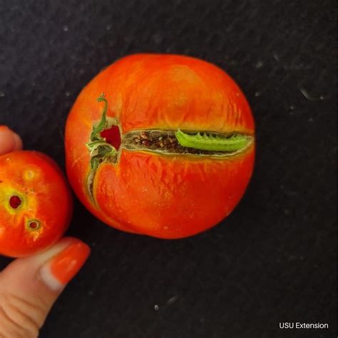 Corn Earworm Tomato Fruitworm Usu