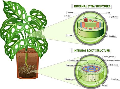 Plant Stem Diagram