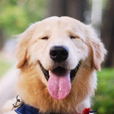 金毛寻回犬 维基百科，自由的百科全书