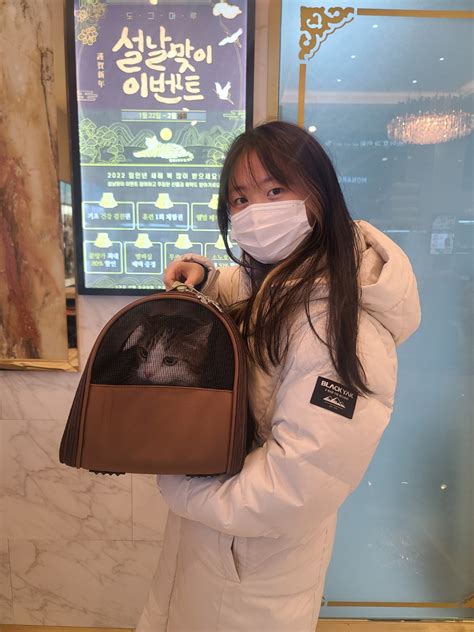 대전 2021 0164 스코티쉬 스트레이트 아톰이 책임분양 렉돌분양가격 브리숏분양가격 브리티시숏헤어분양가격 러블분양가격 티컵비숑프리제분양 티컵포메라니안분양 티컵말티즈분양