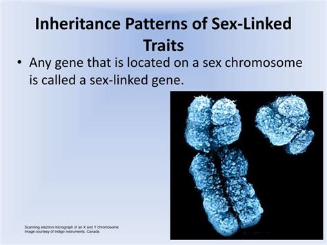 Ppt Inheritance Patterns For Linked Genes Powerpoint Presentation