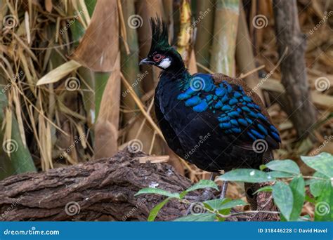 Palawan Peacock Pheasant Polyplectron Napoleonis Beautiful Colored