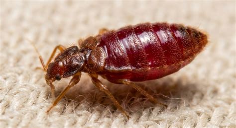 Tiny Red Bug In Bed Bed Bugs Turn Red After Feeding Free Photo Id