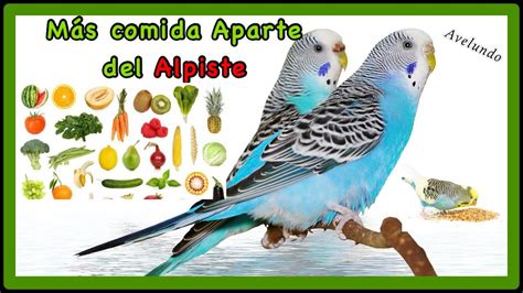 Que Comen Los Periquitos Australianos Aparte Del Alpiste Pájaros