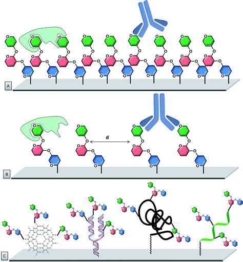 Multivalent Glycan Arrays Faraday Discussions Rsc Publishing Doi101039c9fd00080a