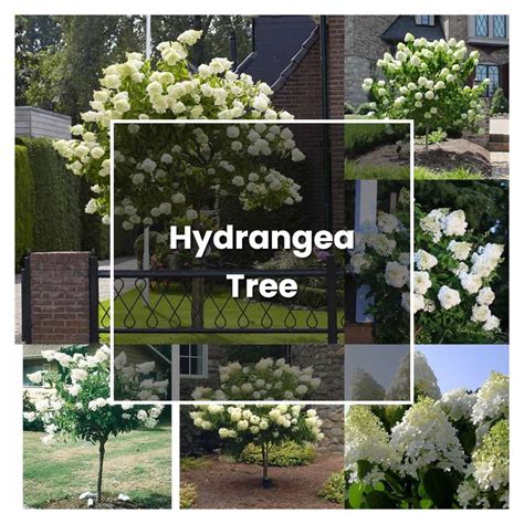 How To Grow Hydrangea Tree Plant Care Tips NorwichGardener