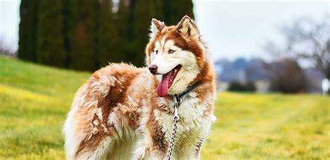 Full Grown Red Husky