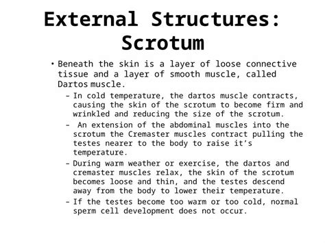 Ppt Male Reproductive System The Male Reproductive System Consists